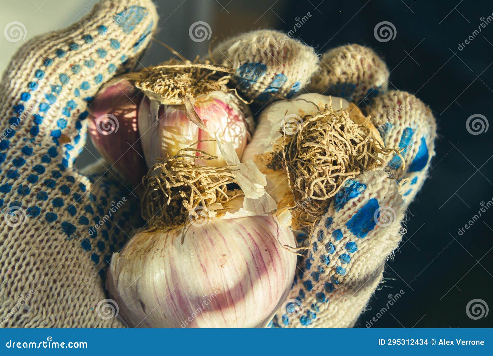 Garlic in Hand of Farmer in Gloves in Bright Rays of Autumn Sun. Stock ...
