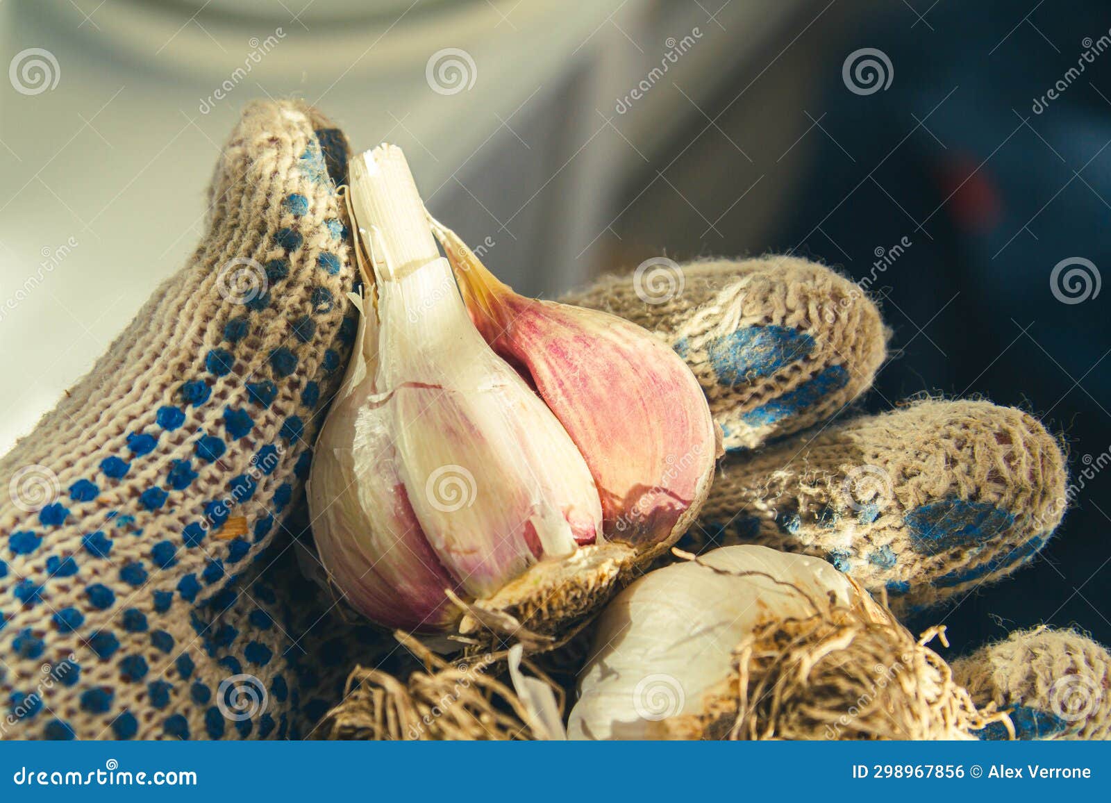 Garlic in Hand of Farmer in Gloves in Bright Rays of Autumn Sun. Stock ...