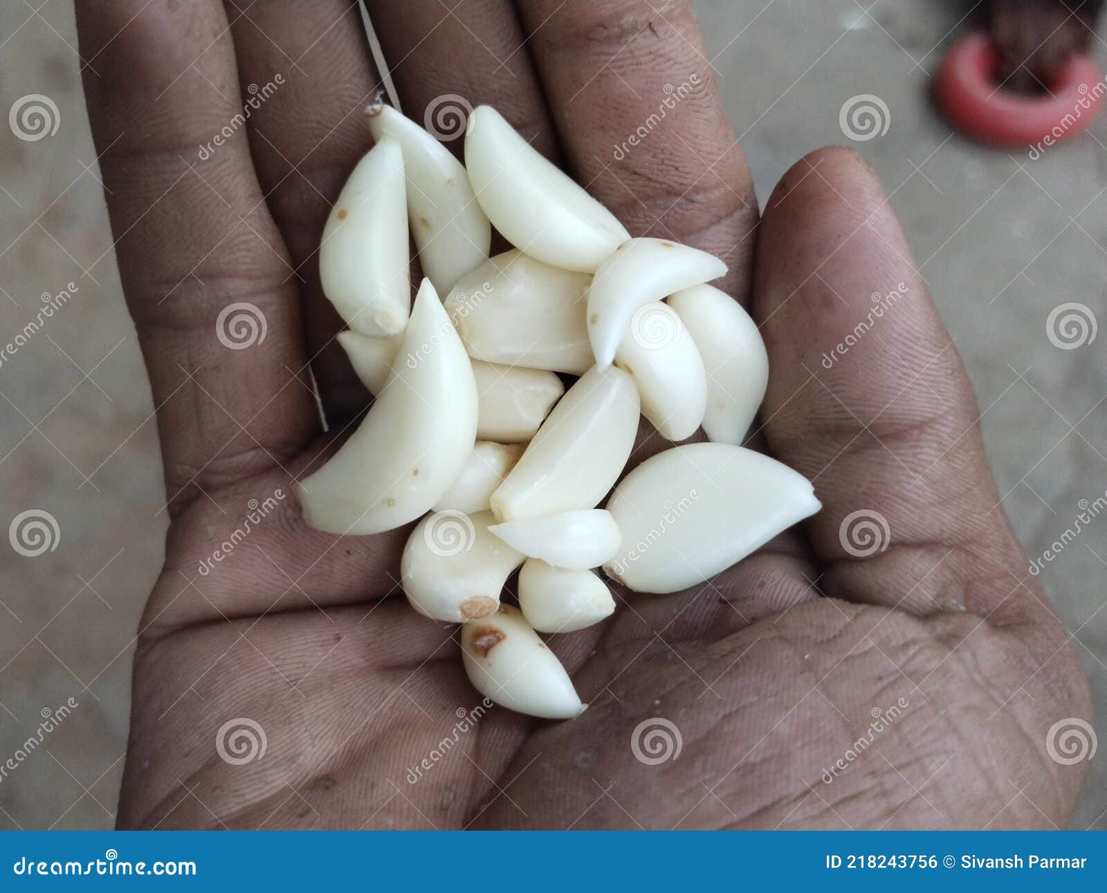 Garlic and hand stock photo. Image of food, vegetable - 218243756
