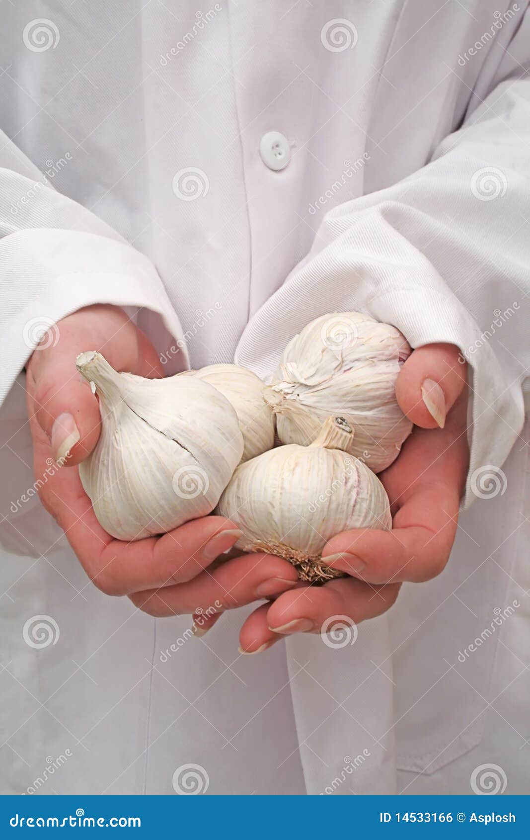 Garlic in Hands stock photo. Image of worker, health - 14533166