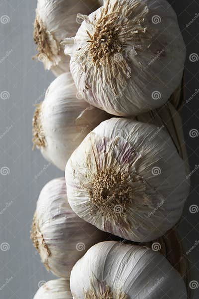 Garlic Hanging from String stock image. Image of hanging - 8755497