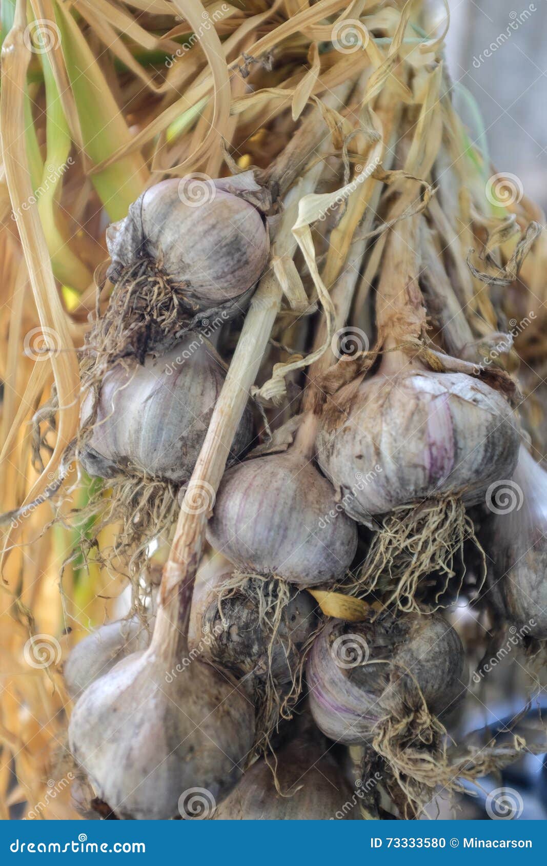 Garlic, harvested stock photo. Image of ingredients, vegetables - 73333580