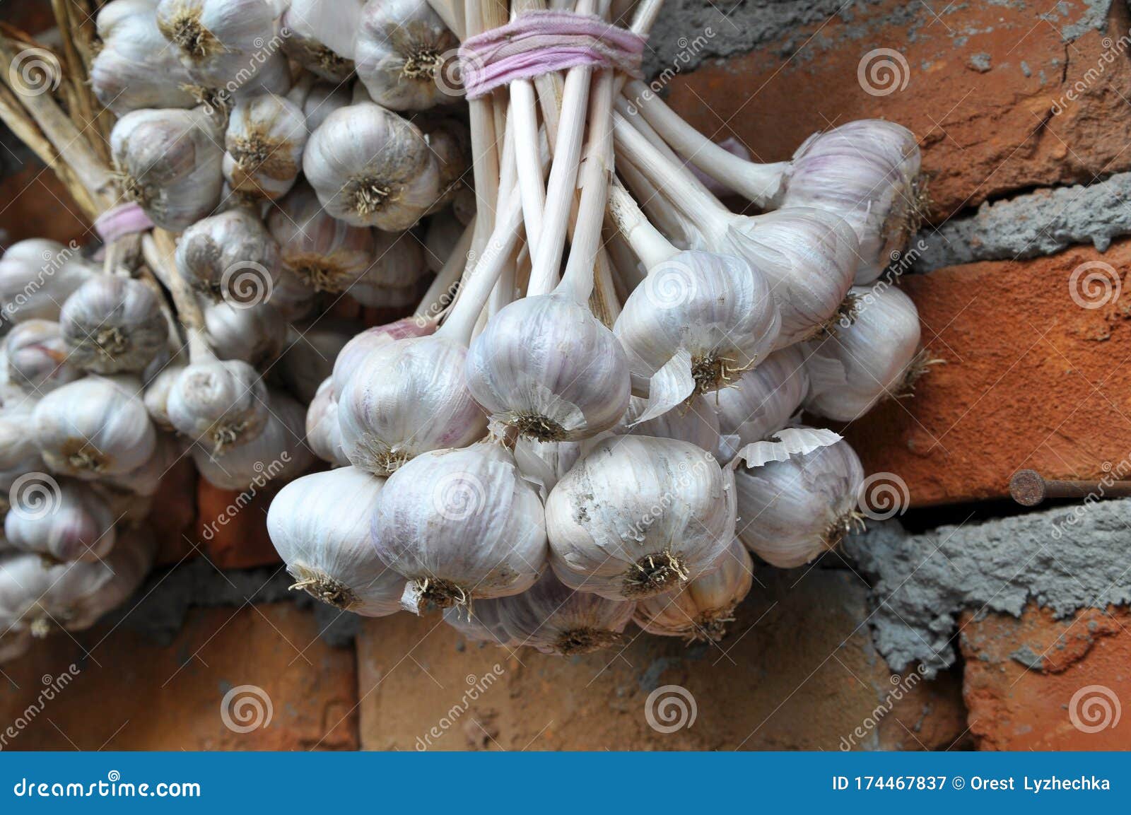 Garlic Harvested on the Wall Stock Image - Image of food, cooking ...