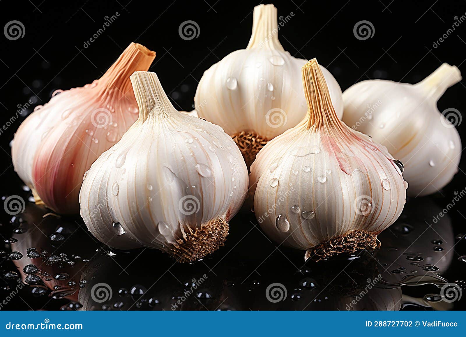 Garlic Life Cycle Coloring Page. Consecutive Stages Of Growth From ...