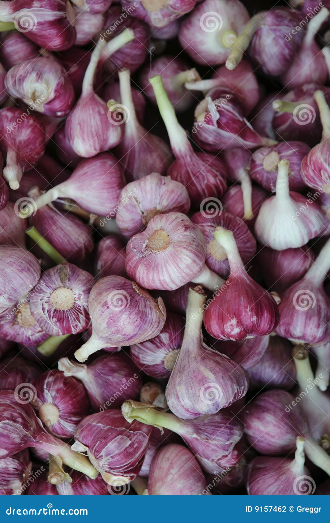 Garlic heap on open market stock photo. Image of fresh - 9157462