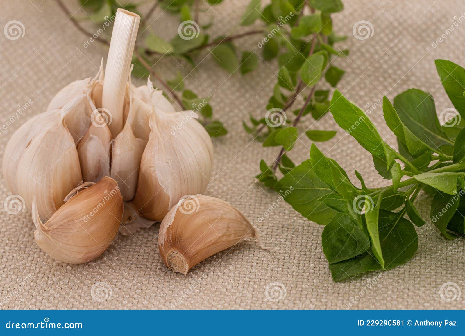 Garlic and Herbs Isolated on Fabric Background Stock Image - Image of ...