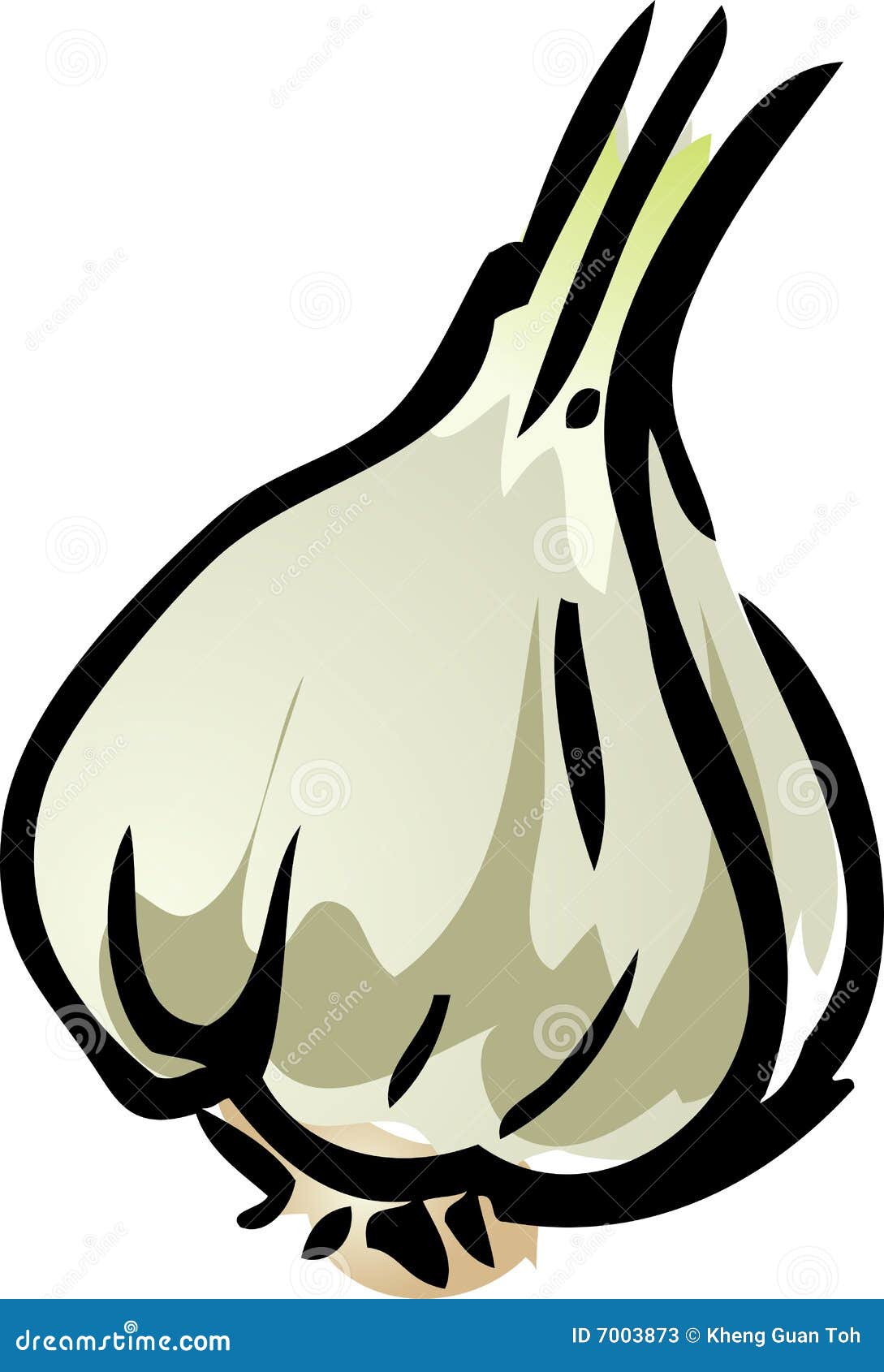 Garlic Illustration Drawing Stock Photography | CartoonDealer.com #30280874