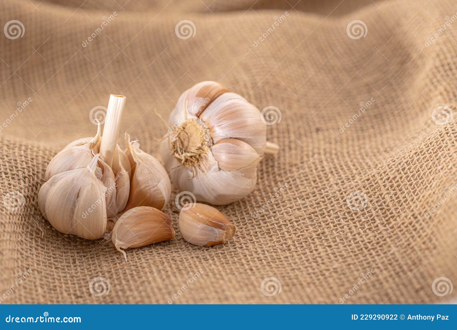 Garlic Isolated on Fabric Background Stock Photo - Image of farmer ...