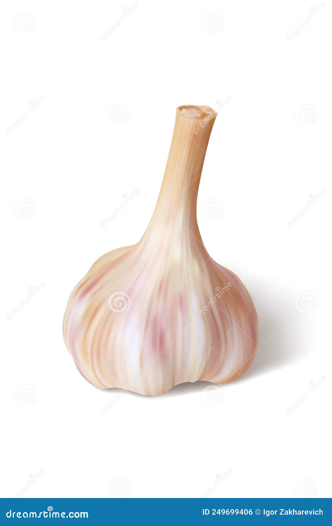 Garlic Isolated On White Background. Vector Illustration. Garlic Bulbs ...