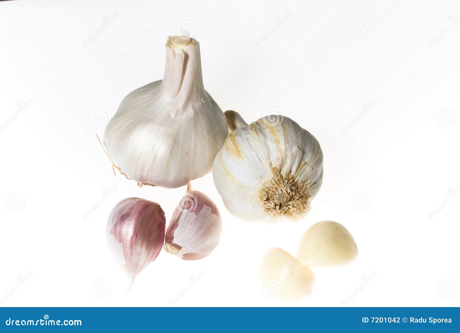 Garlic isolated on white stock photo. Image of purple - 7201042