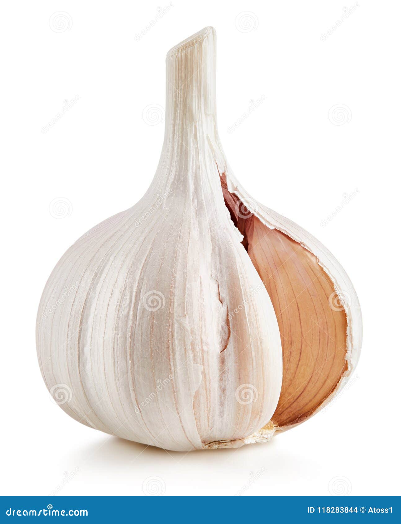 Garlic Isolated on white stock photo. Image of organic - 118283844