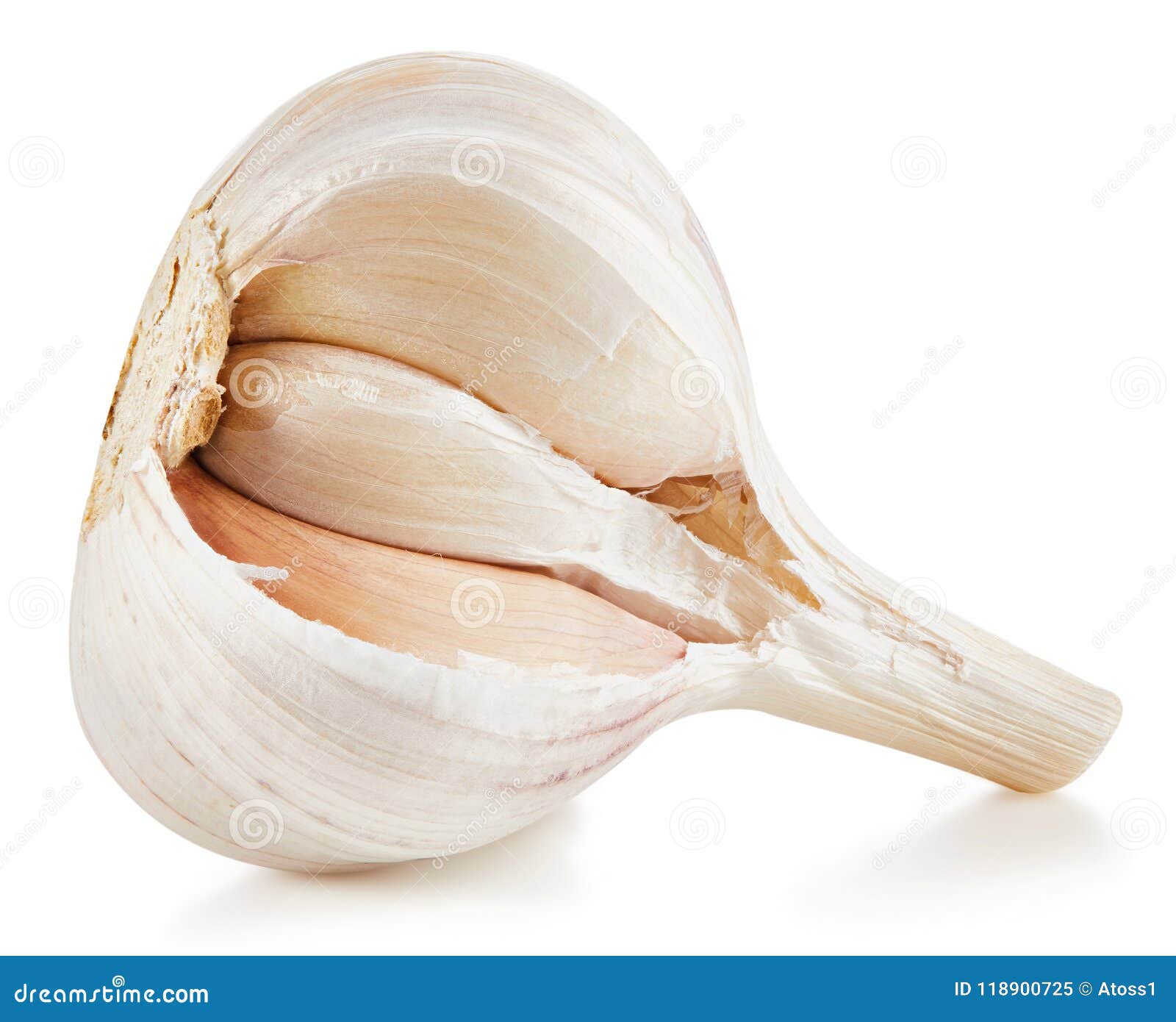 Garlic Isolated on white stock image. Image of object - 118900725