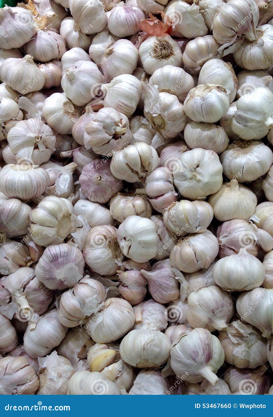 Garlic stock photo. Image of color, delicious, cabbage - 53467660