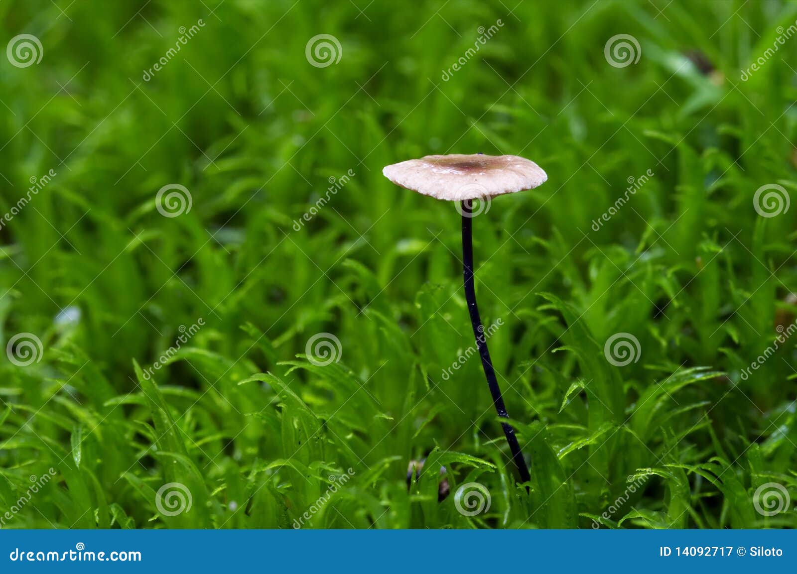 Garlic marasmius stock image. Image of fungus, green - 14092717