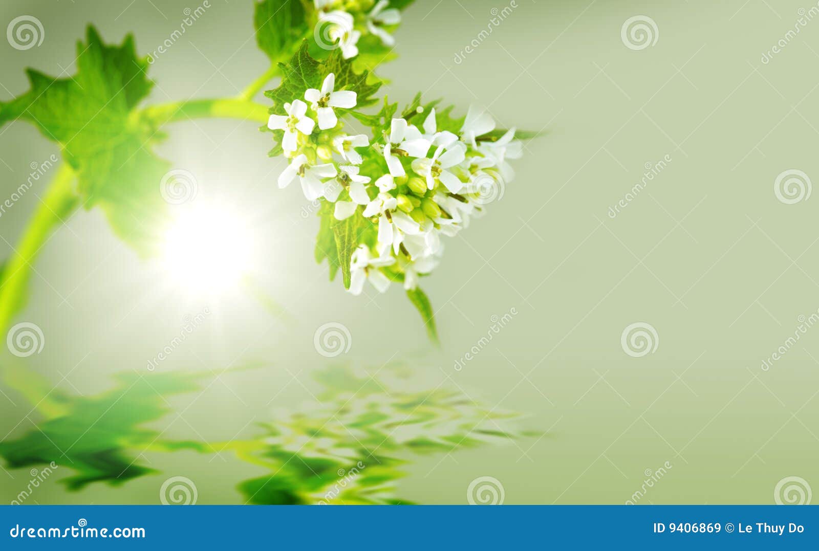 Garlic Mustard Plant stock image. Image of wildlife, sunlight - 9406869