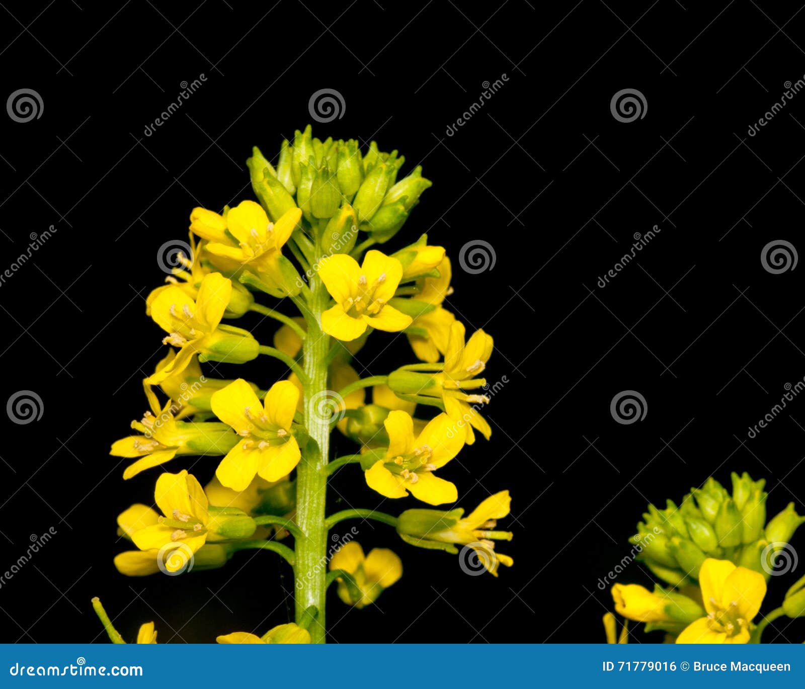 Garlic Mustard Weed Flower stock photo. Image of flora - 71779016