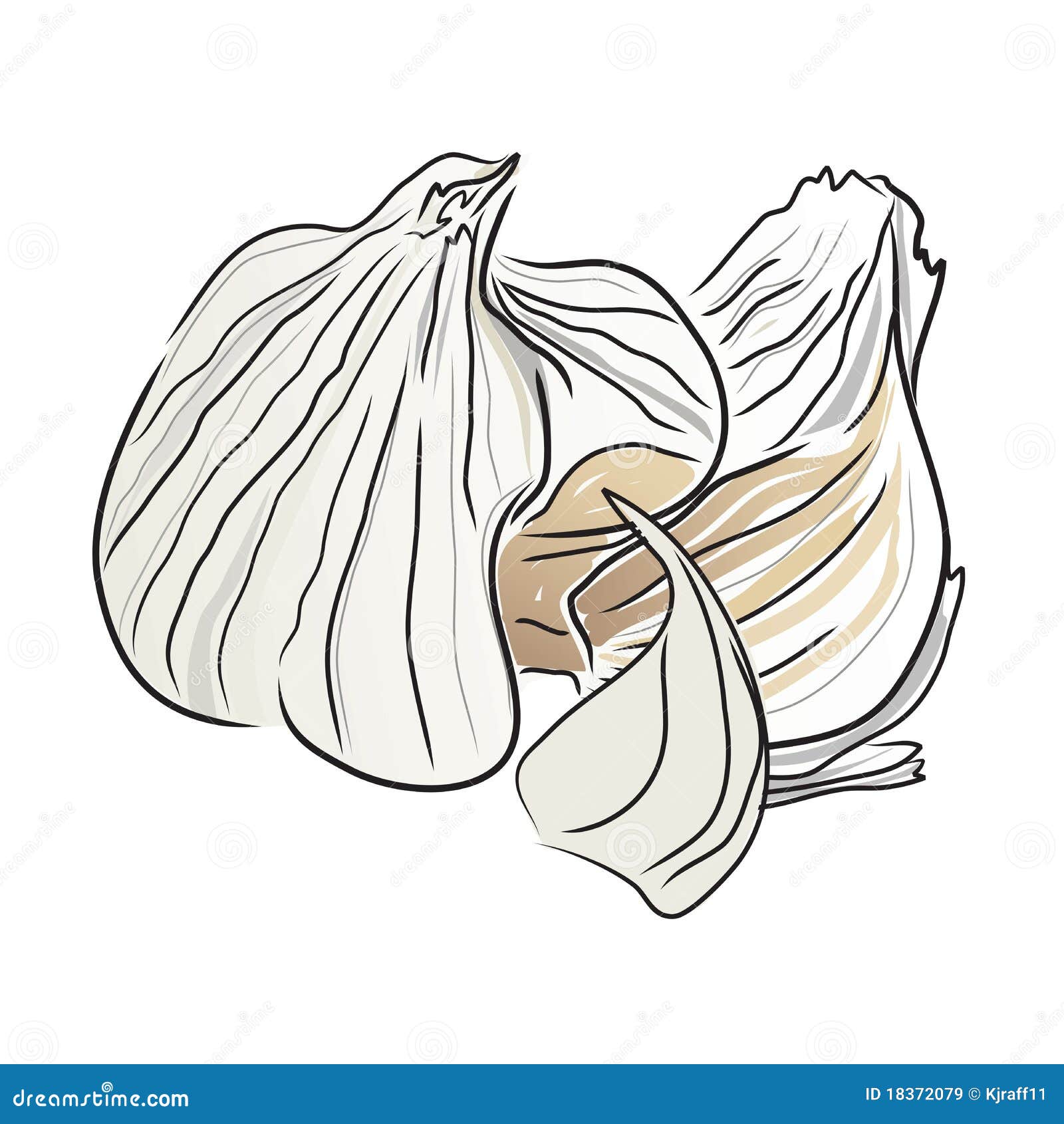 Garlic open stock vector. Illustration of vegetable, clove - 18372079