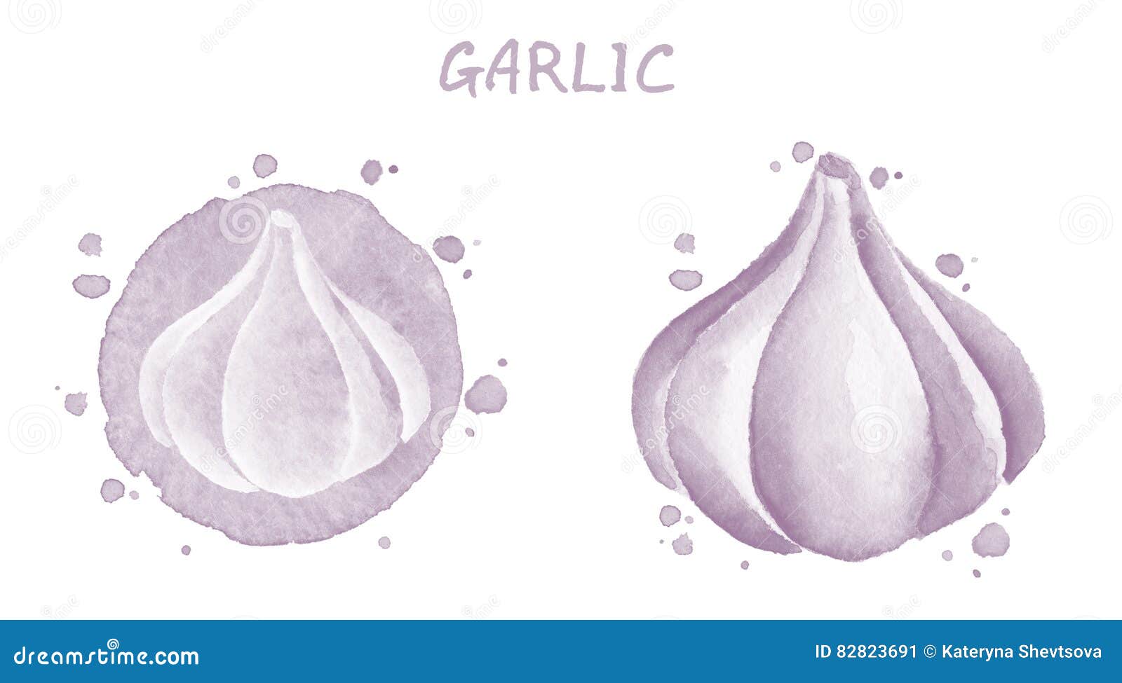 Garlic Original Watercolor Drawing Stock Illustrations – 5 Garlic ...