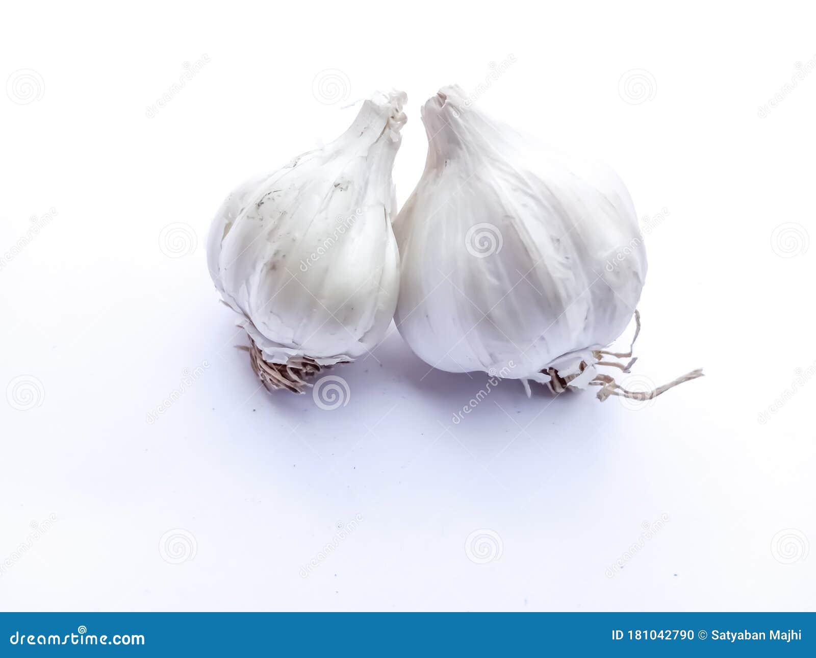 Garlic Paper on a White Background Stock Photo - Image of drawing ...