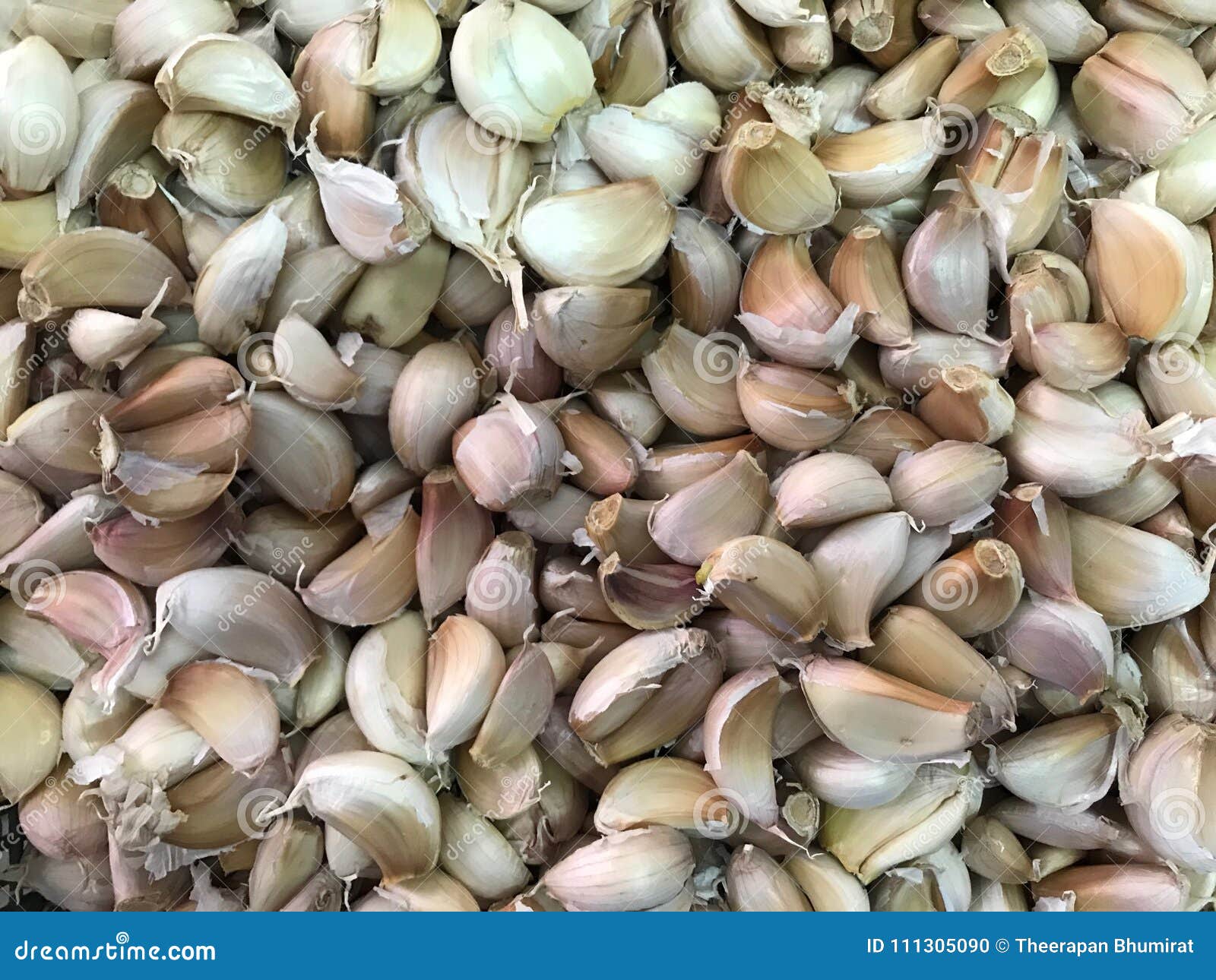 Garlic Pattern Texture Background. Stock Photo - Image of life, object ...