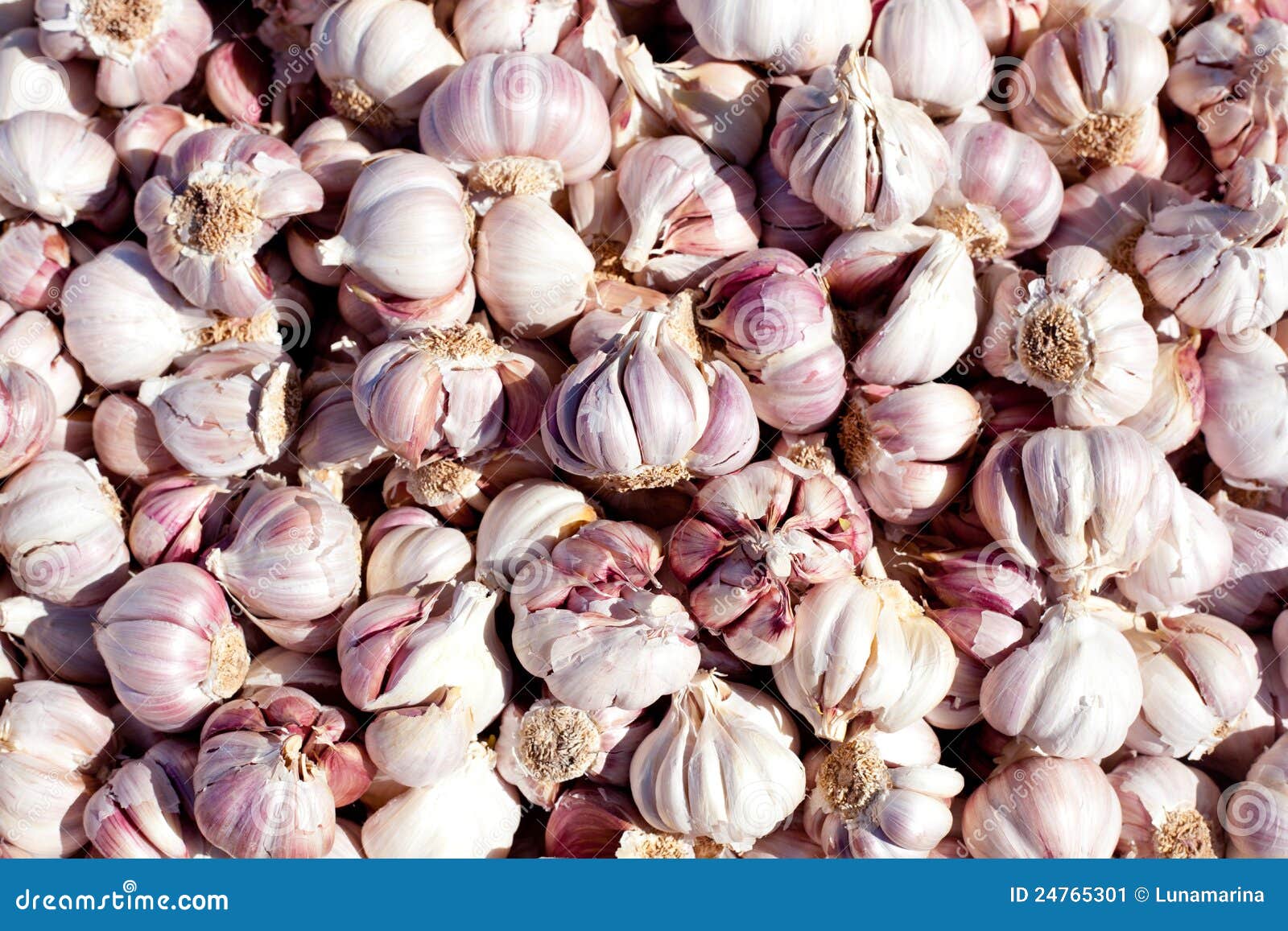 Garlic Pattern Texture in Food Market Stock Image - Image of health ...