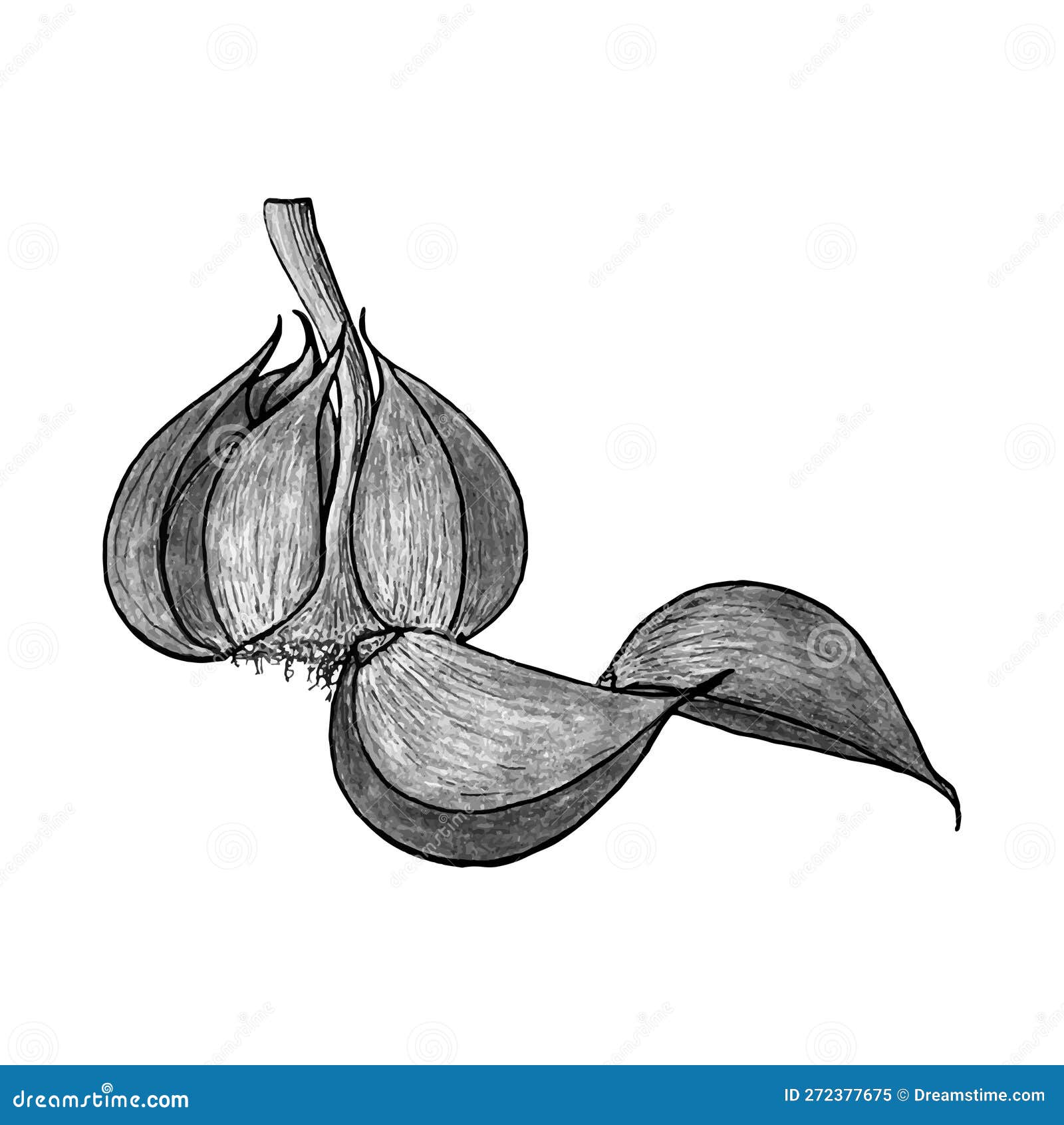 Garlic Pencil Hand Drawing Monochrome Stylized. Stock Vector ...