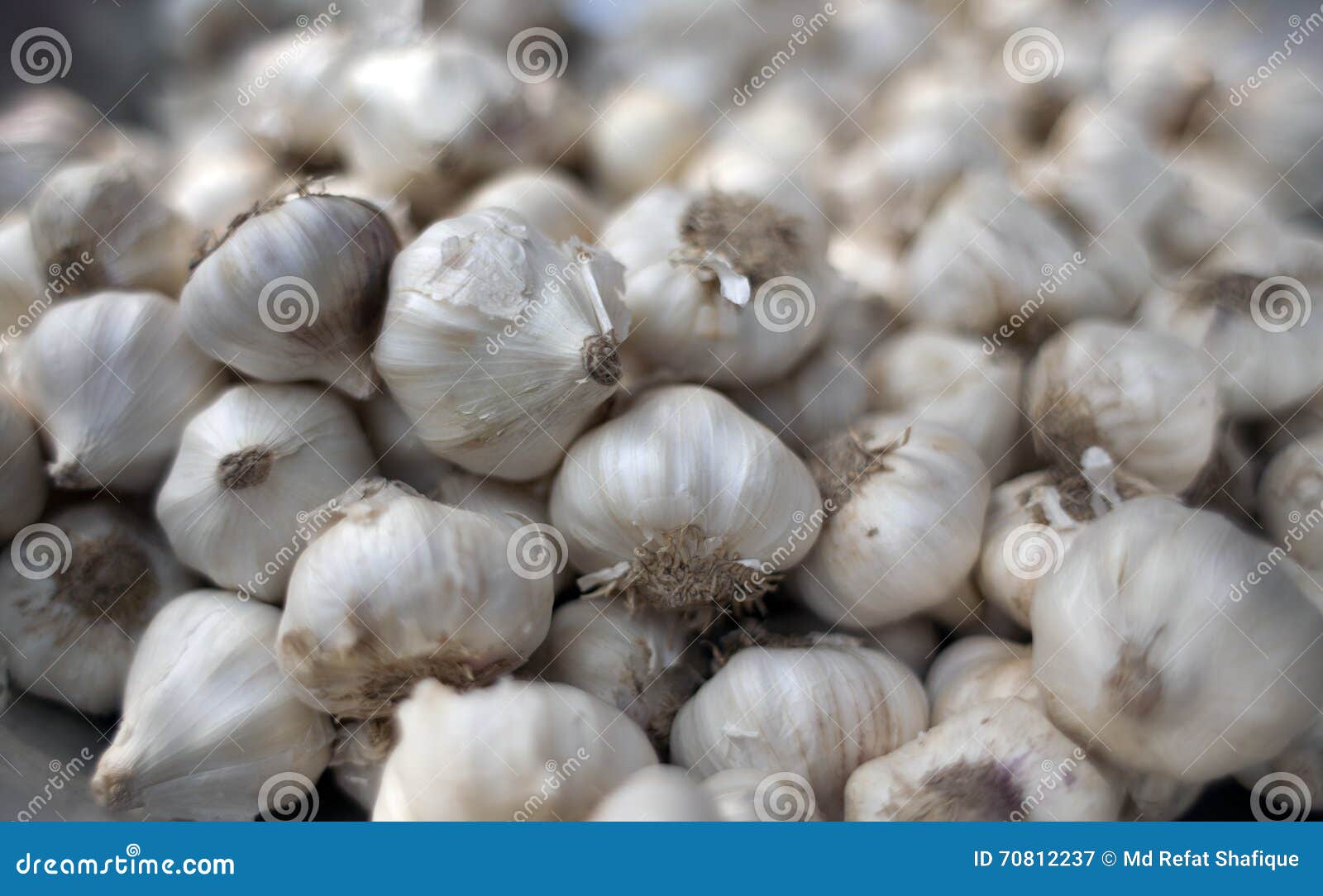 Garlic stock image. Image of organic, spice, meal, garlic - 70812237