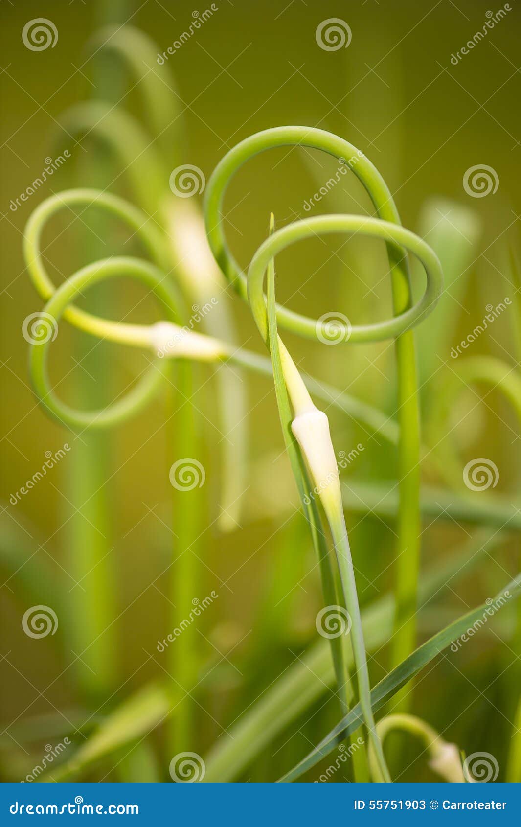 Garlic plant stock image. Image of garden, countryside - 55751903