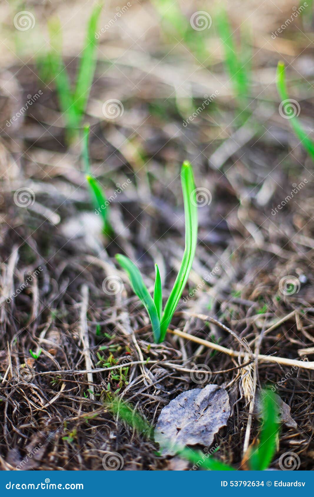 Garlic. stock photo. Image of plantation, soil, farming - 53792634