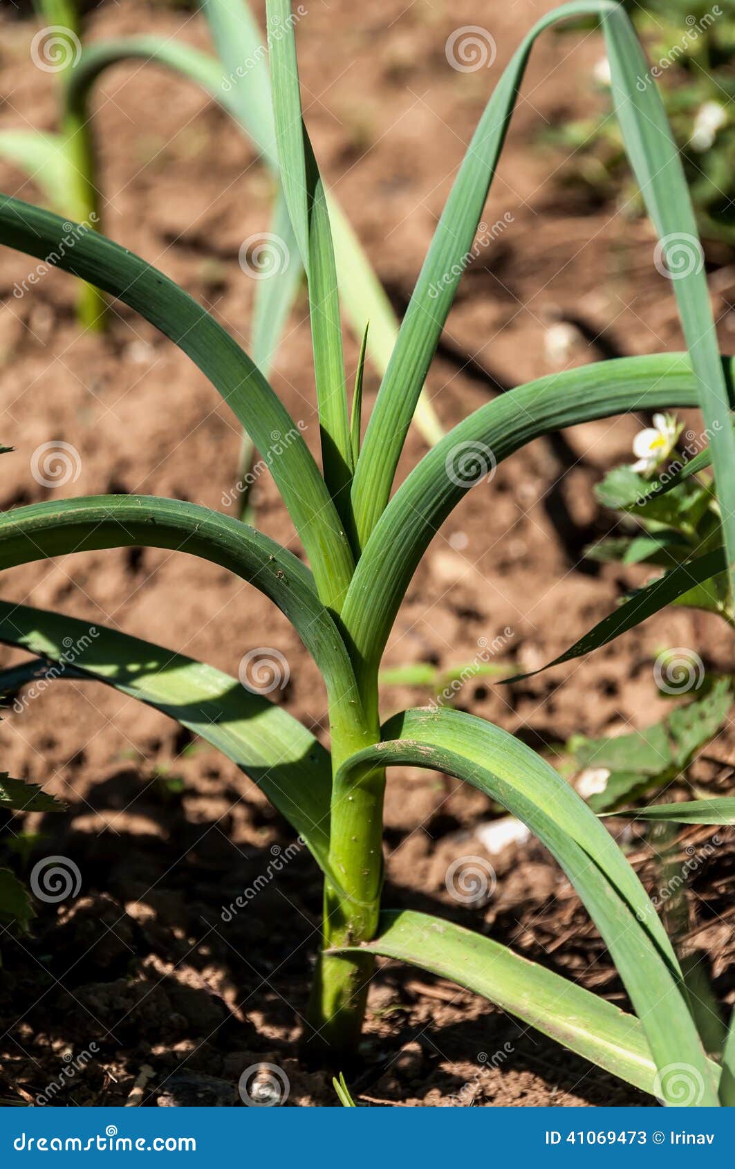 Garlic Plant Vegetable Garden Stock Image - Image of raised, growth ...