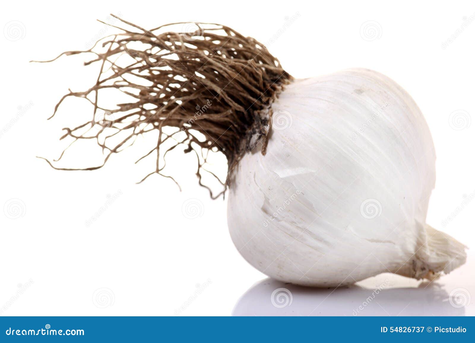 Garlic pod stock image. Image of taste, white, ingredient - 54826737