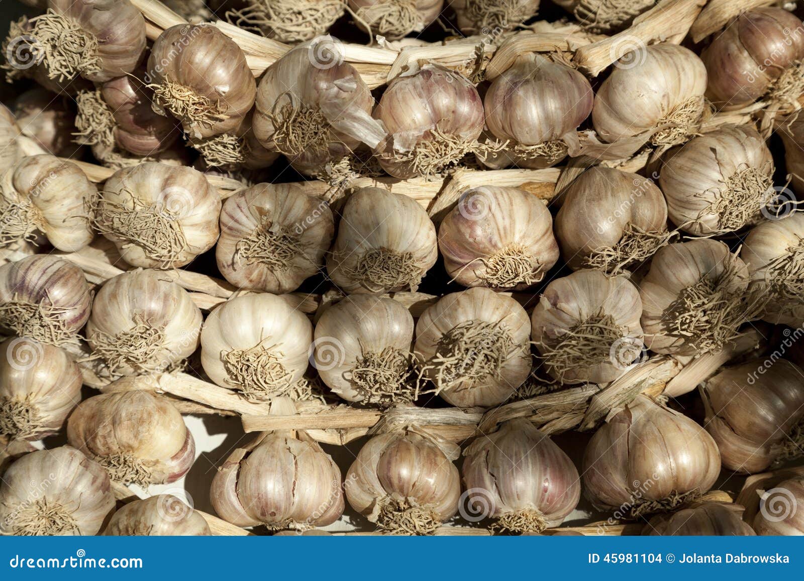 Garlic stock photo. Image of braid, harvest, polish, garlic - 45981104