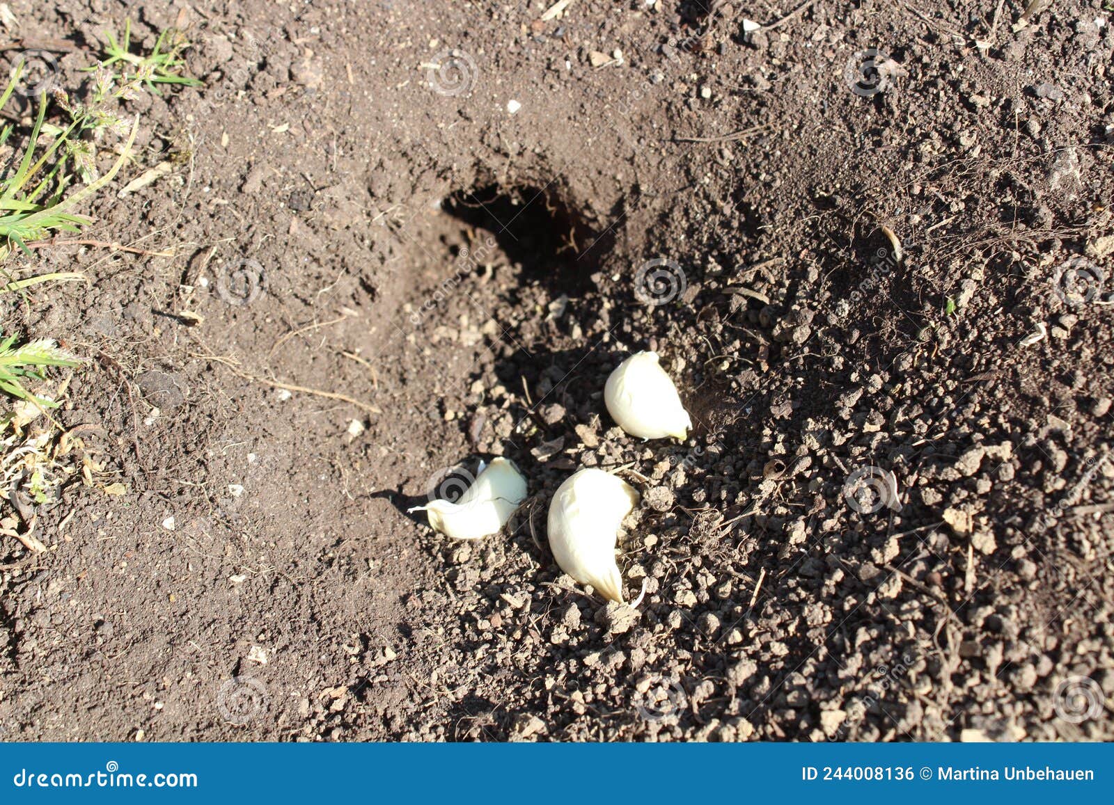 Varmint Hole In Forest Floor Stock Image | CartoonDealer.com #190741099