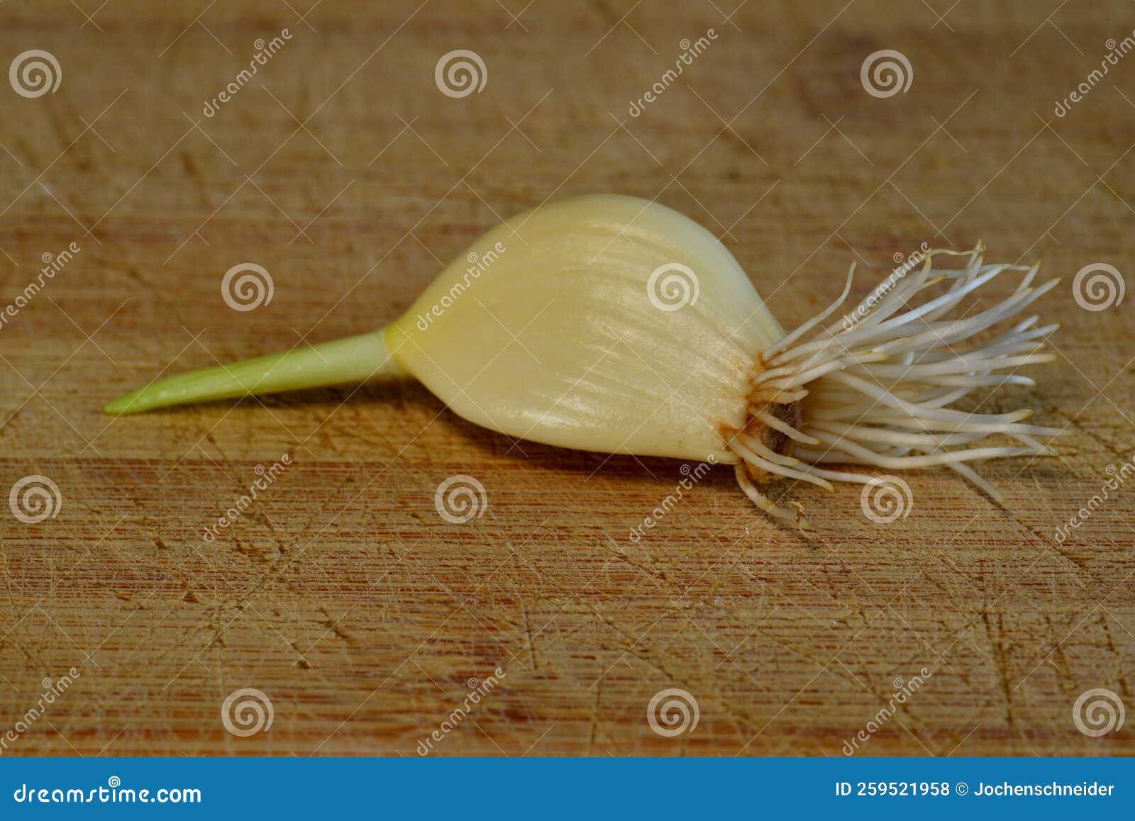 Garlic with Roots and Shoot, Ready for Planting Stock Photo - Image of ...