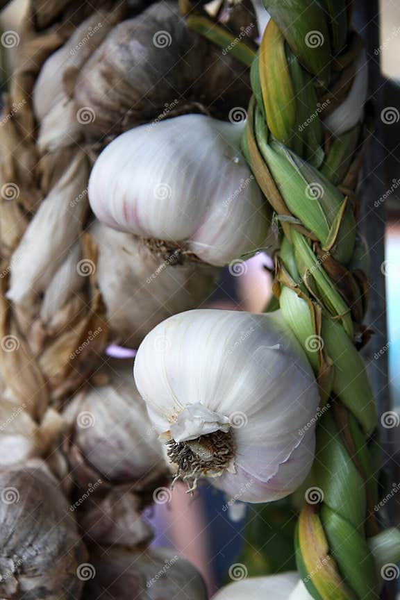 Garlic rope stock image. Image of healthy, seasoning, garlic - 5999271
