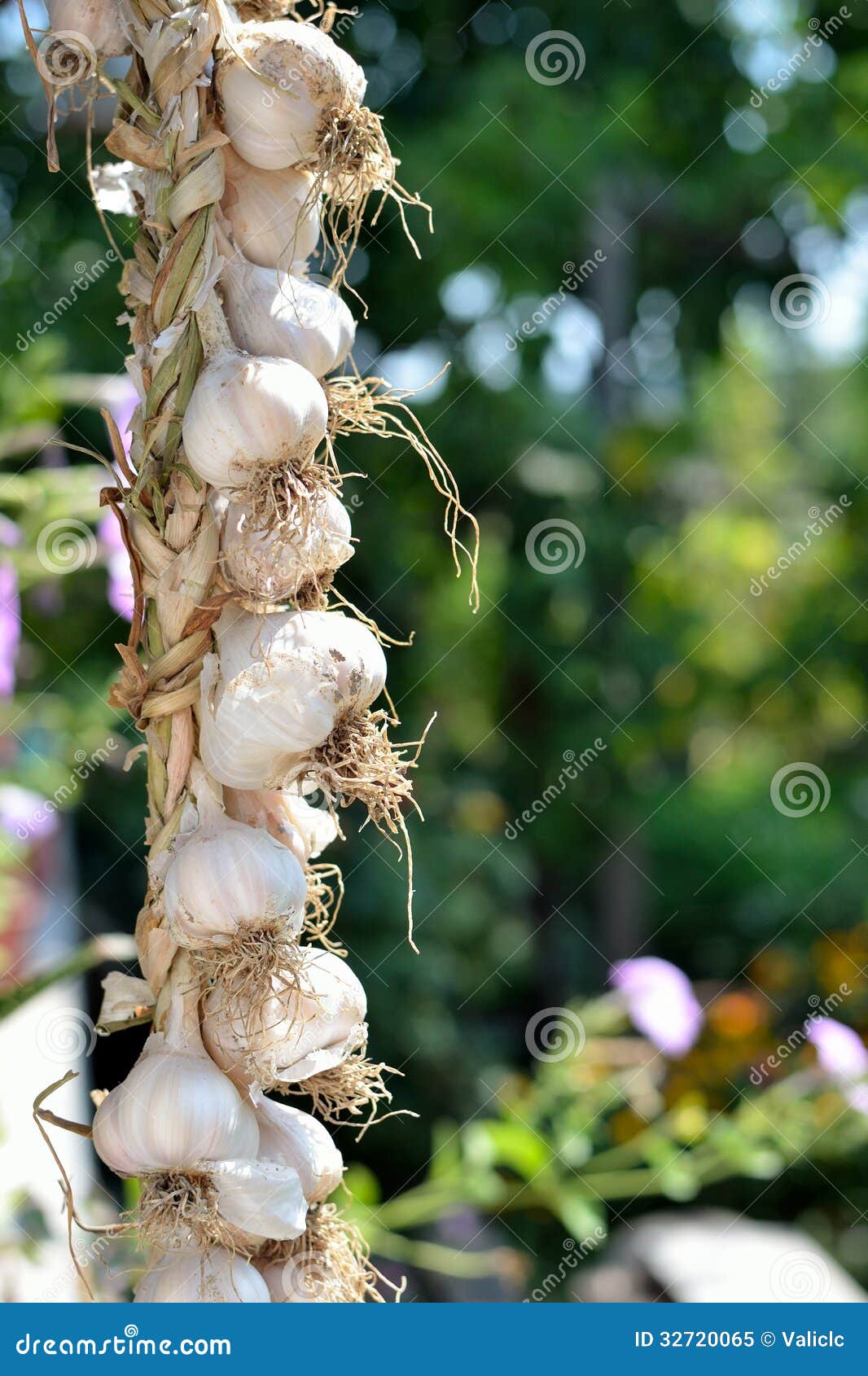 Garlic rope stock image. Image of garlic, tangled, flavor - 32720065