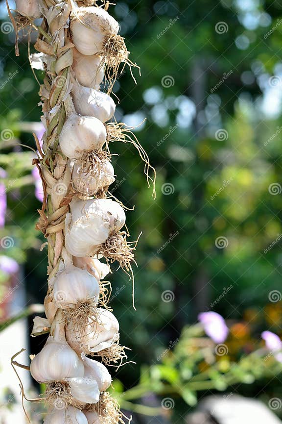 Garlic rope stock image. Image of garlic, tangled, flavor - 32720065