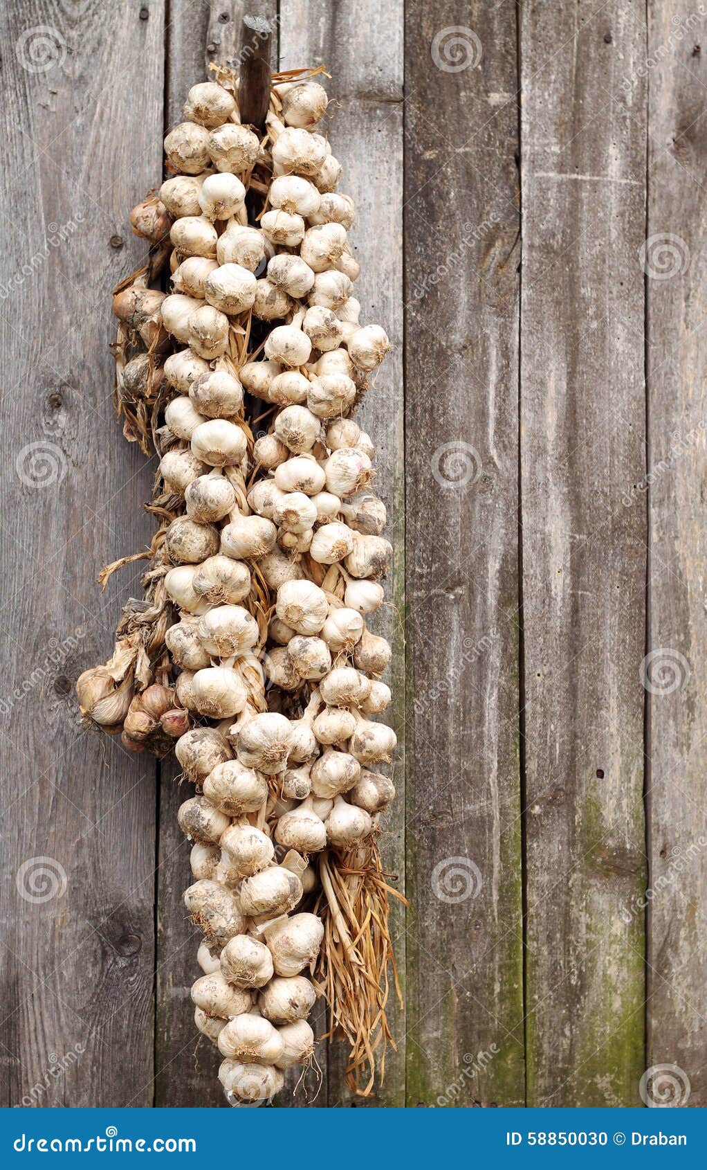 Garlic rope stock photo. Image of organic, herb, closeup - 58850030