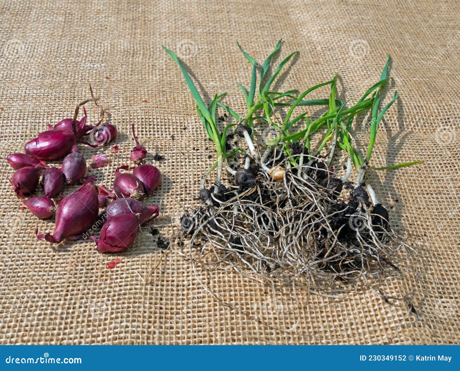 Garlic Seedlings and Bulbs for Cultivation in the Garden Stock Photo ...