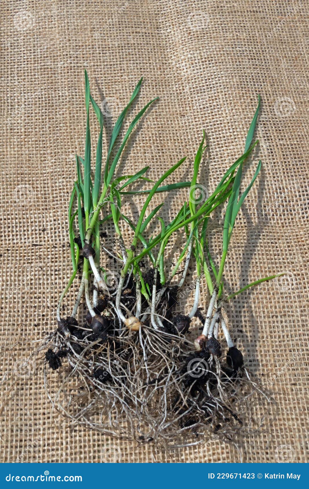 Garlic seedlings on burlap stock image. Image of closeup - 229671423