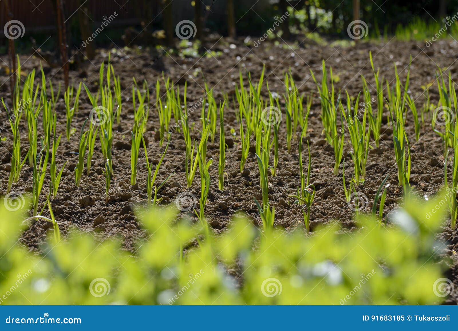 Garlic seedlings stock image. Image of seedling, small - 91683185