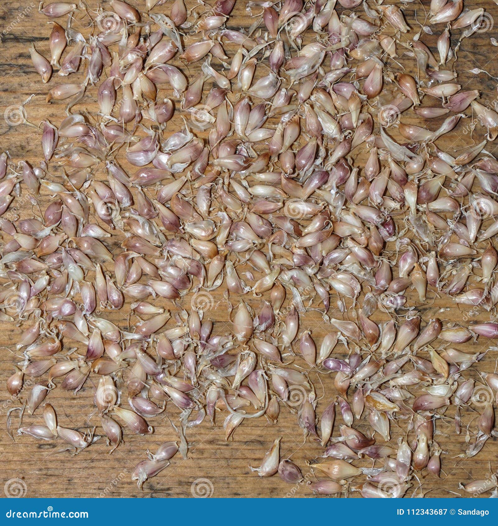 Garlic seeds stock image. Image of grey, group, agriculture - 112343687