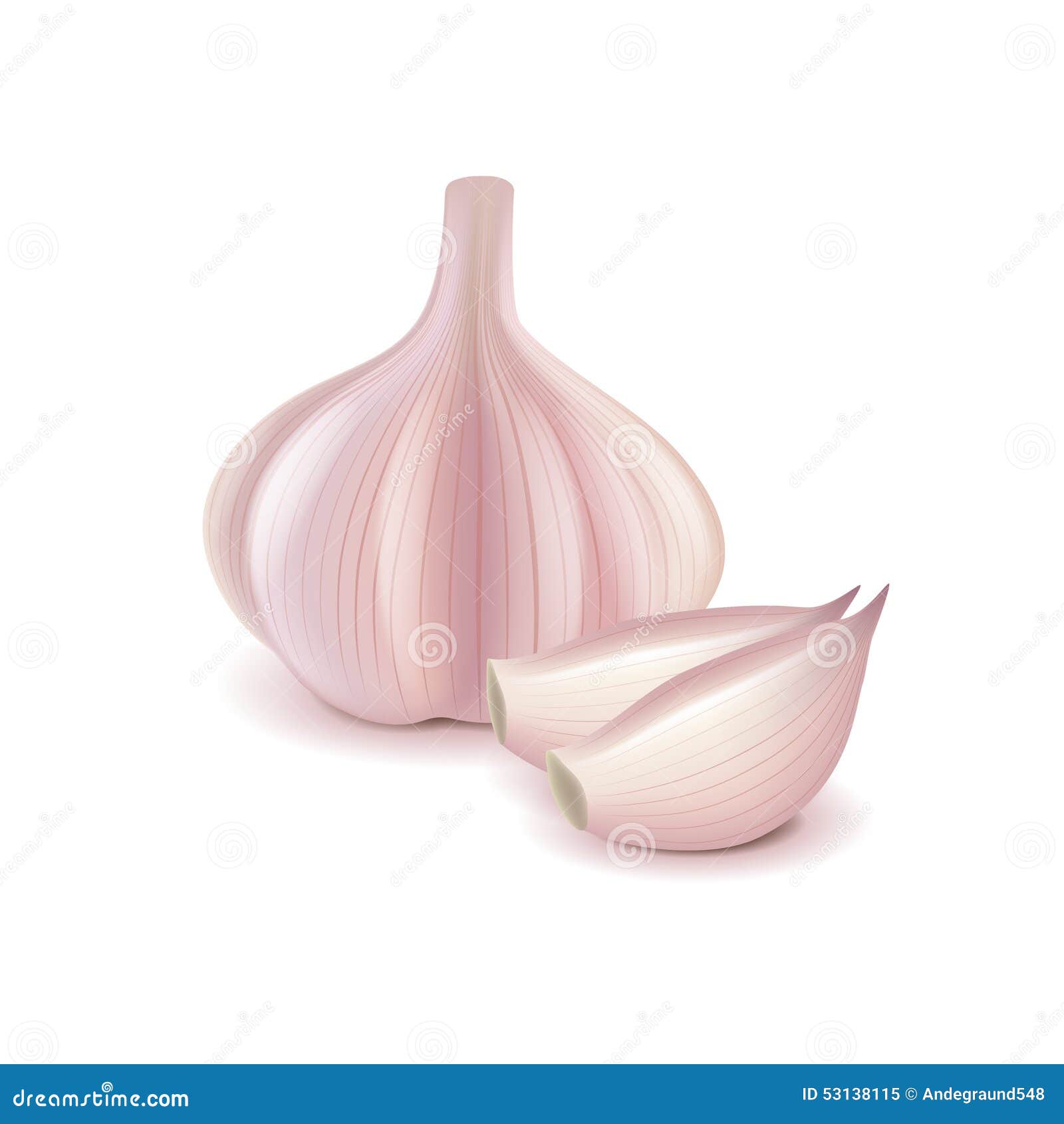 Garlic and Slice on White Vector Stock Vector - Illustration of harvest ...