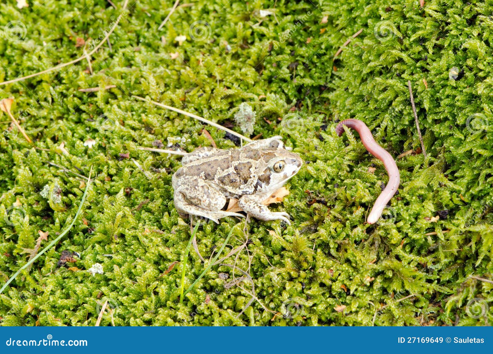 Garlic Spadefoot Toad Pelobates Fuscus Earthworm Stock Image - Image of ...
