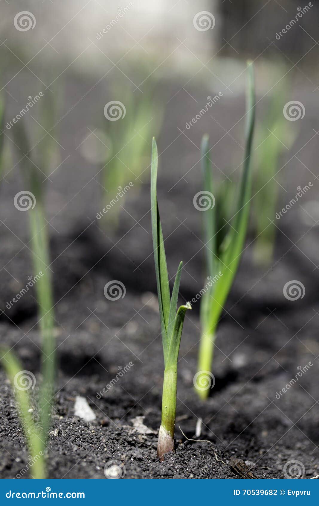 Garlic Sprout Grows from the Earth Stock Photo - Image of natural, food ...