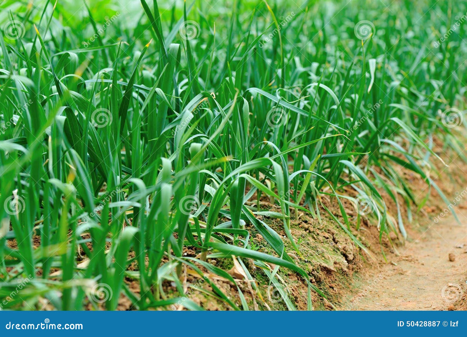 Garlic Sprout in Growth at Vegetable Garden Stock Image - Image of ...