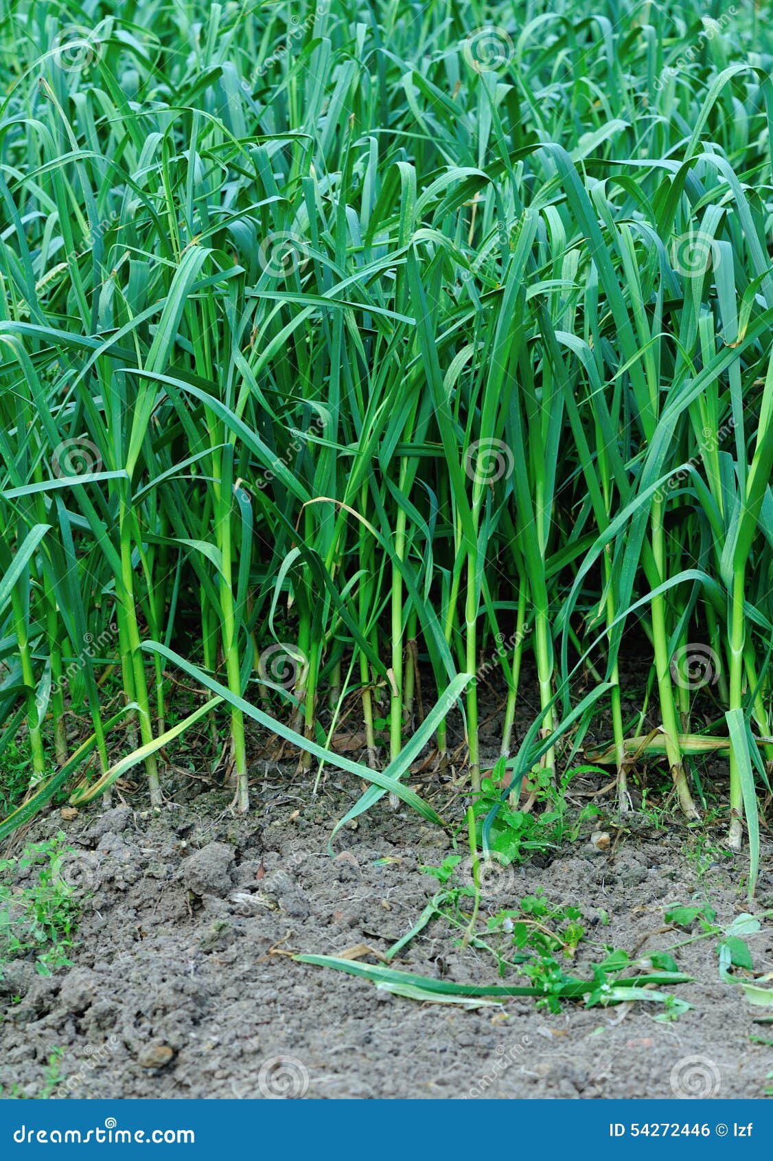Garlic Sprout in Growth at Vegetable Garden Stock Photo - Image of ...