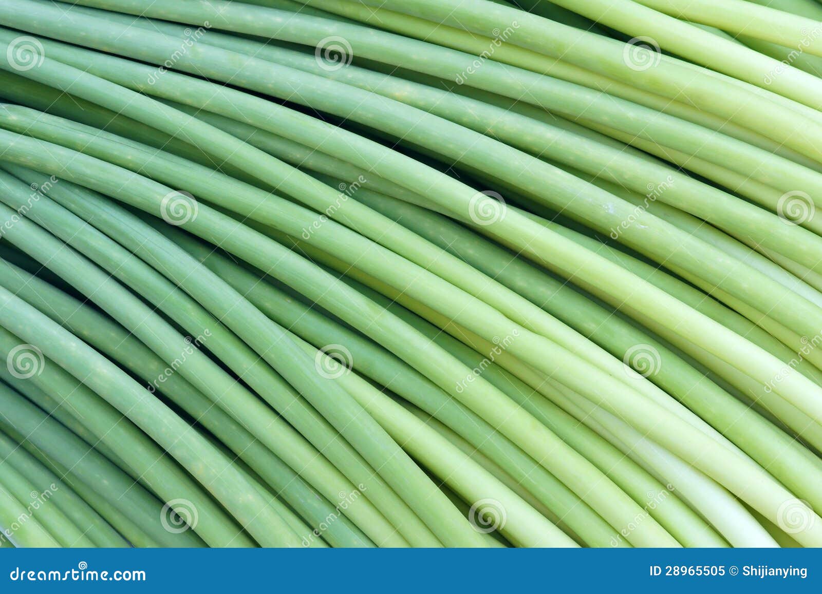 Garlic sprouts stock image. Image of sprout, floral, greenstuff - 28965505