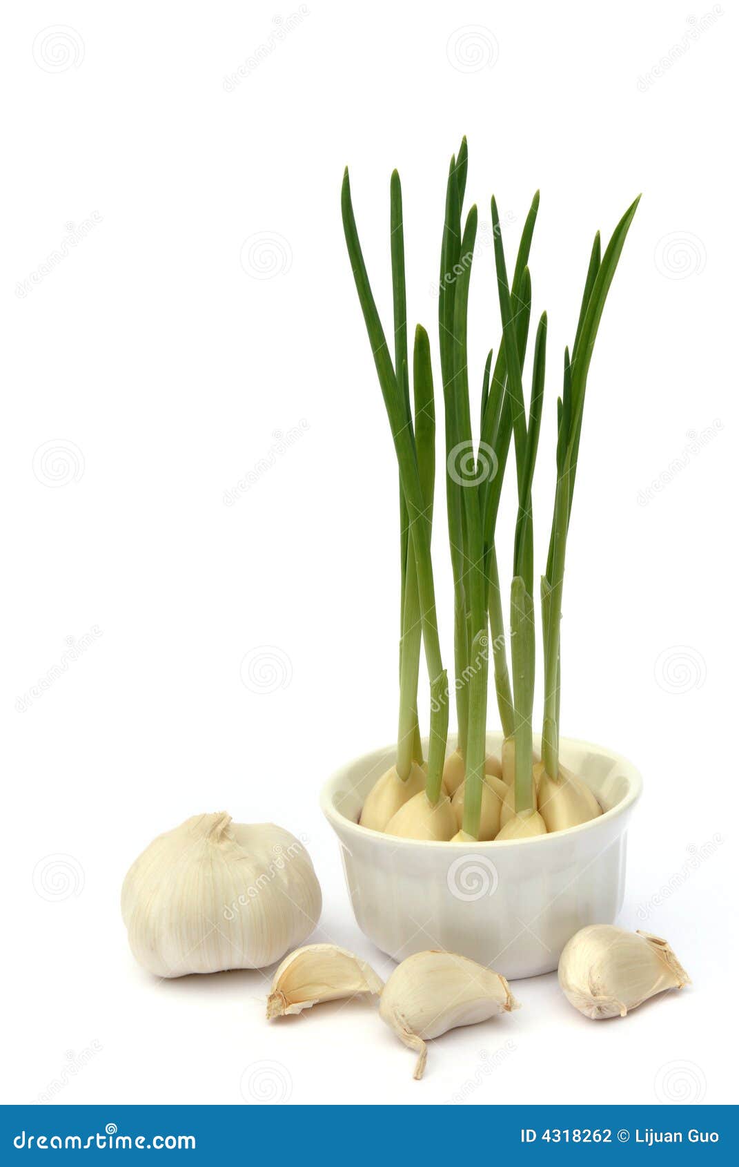 Garlic sprouts stock photo. Image of ceramic, herb, bulb - 4318262