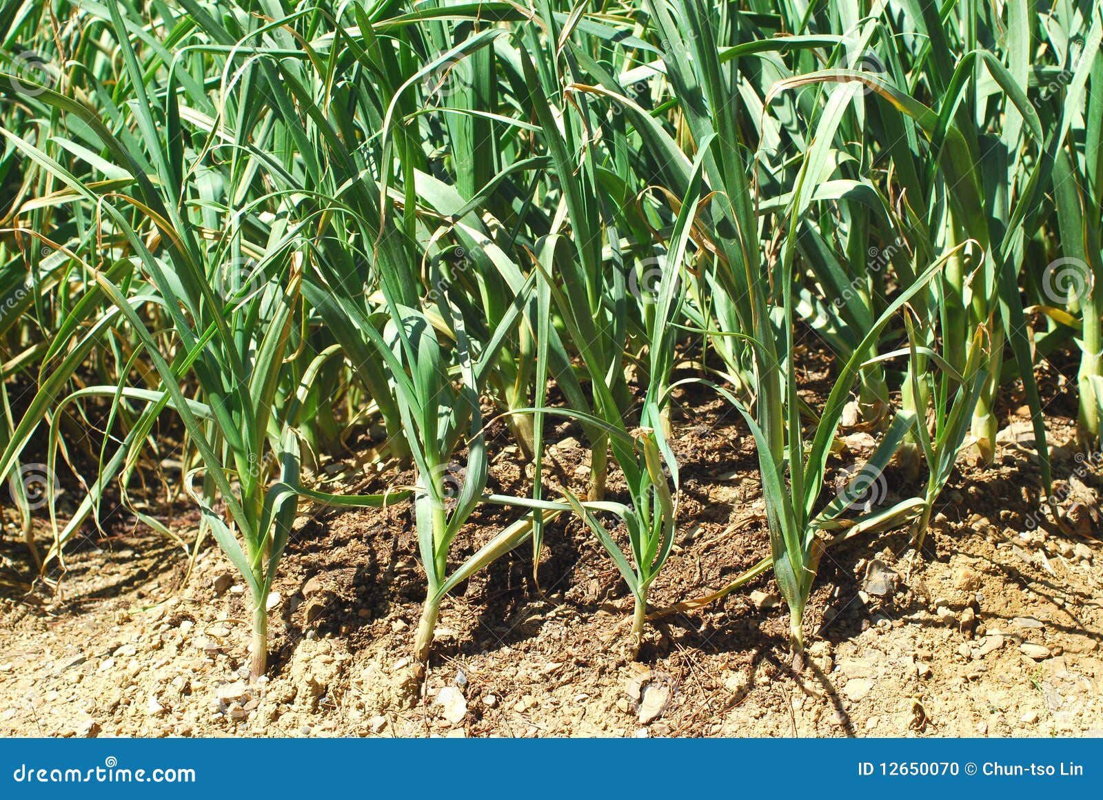 Garlic sprouts farm. stock photo. Image of herb, farm - 12650070